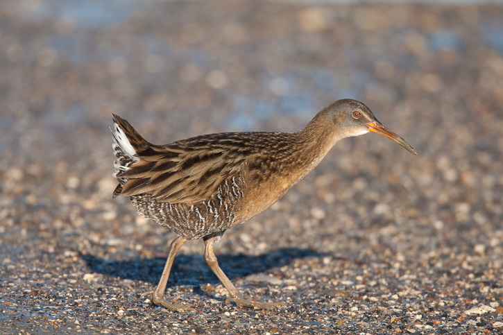 Clapper Rail (Rallus longirostris)